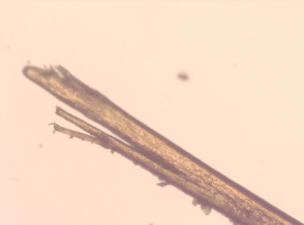 Split end : r/underthemicroscope